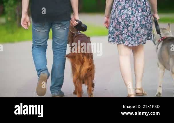 Setter family Stock Videos & Footage - HD and 4K Video Clips - Alamy