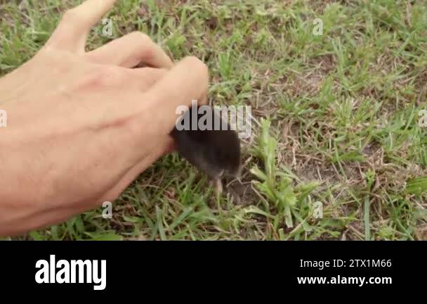 A mole is running through the grass. The mole is caught with his bare ...