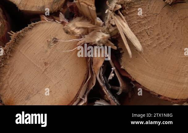 CLOSE UP, DOF: Detail of large stack of firewood piled flawlessly in ...
