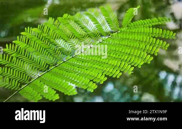 Leafs of Delonix regia, flame tree (royal poinciana, flamboyant), is ...