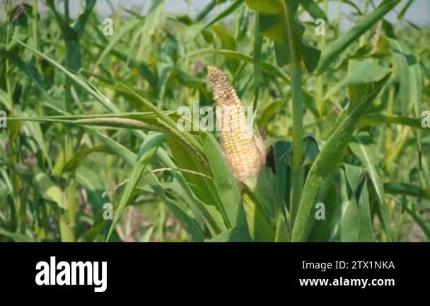 Corn on a green stalk in a corn field. Ripe grain culture. The yellow ...