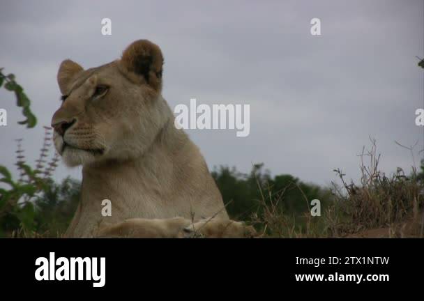 Lion yawning big teeth Stock Videos & Footage - HD and 4K Video Clips ...