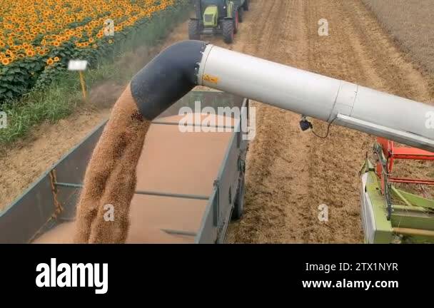 Grain Falling from Combine Auger into Tractor Trailer. Combine ...