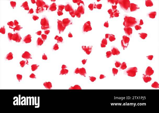 Abstract animation of falling flower petals. Red rose petals falling on ...