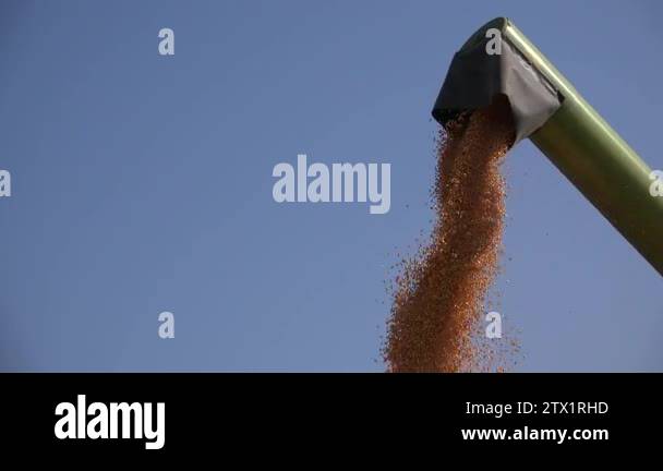Combine unloading harvested corn Stock Videos & Footage - HD and 4K ...