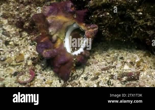 Seashell underwater lagoon of ocean on Galapagos Stock Video Footage ...
