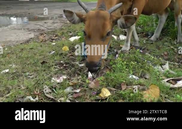 Cow eating in pile garbage Stock Videos & Footage - HD and 4K Video ...