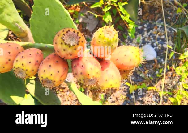 Fat cactus Stock Videos & Footage - HD and 4K Video Clips - Alamy