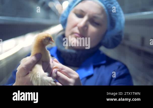 Poultry farm worker Stock Videos & Footage - HD and 4K Video Clips - Alamy