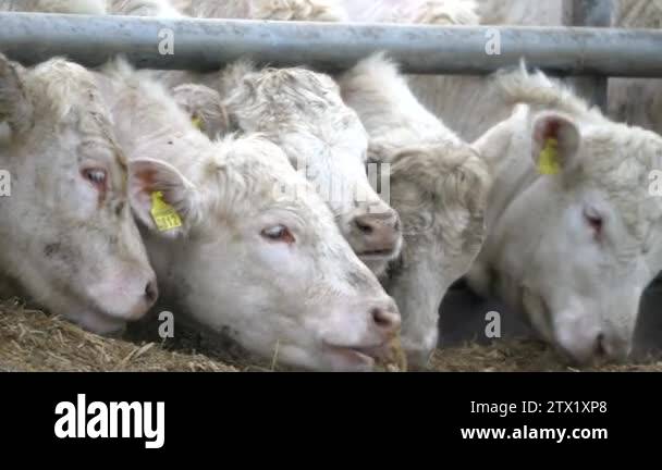 Cattle, many white cows standing inside corral, cattle-pen, eating hay ...