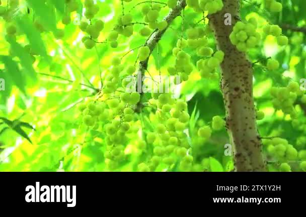 young green star gooseberry vegetable fruit useful can use both leaf ...