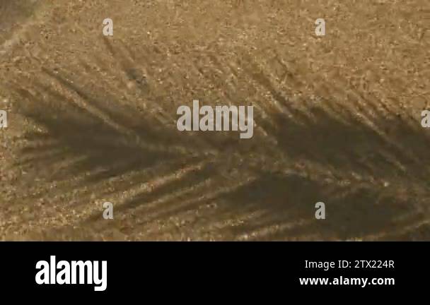 4K. coconut palm tree leaf shadow stretch out over the sandy beach with ...