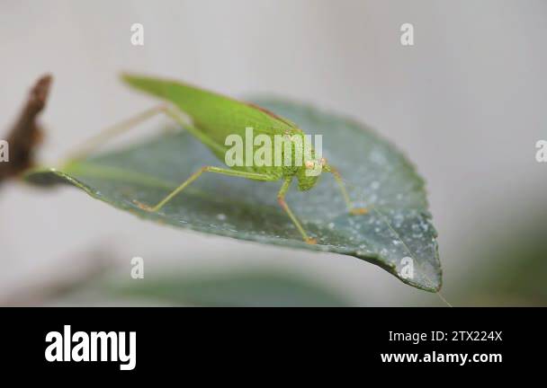Green insect macro Stock Videos & Footage - HD and 4K Video Clips - Alamy