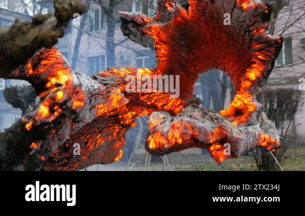 Unusual tree stump Stock Videos & Footage - HD and 4K Video Clips - Alamy