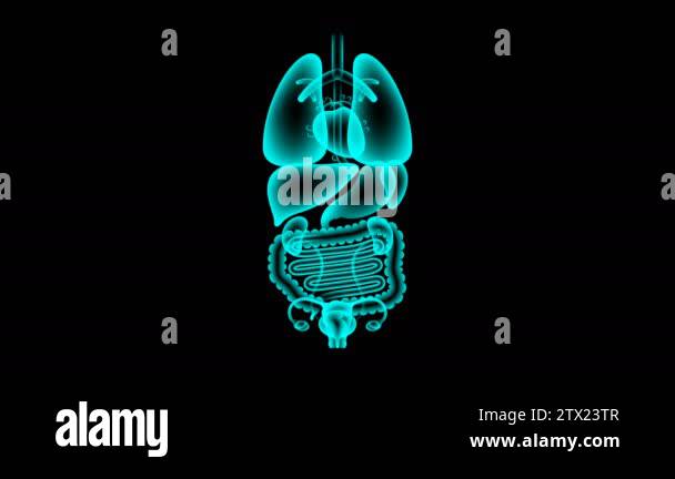 Human Female Organs X-ray set, Uterus and ovaries infection concept ...