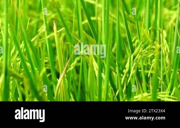 Wind blowing in paddy rice Stock Videos & Footage - HD and 4K Video ...