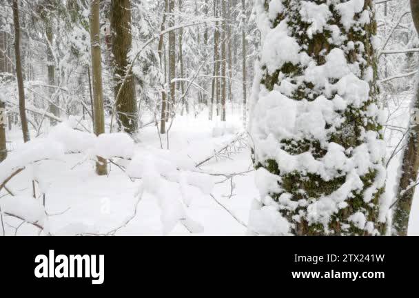 Branches tree thick layer Stock Videos & Footage - HD and 4K Video ...