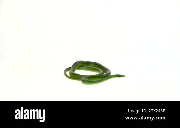 Rhinoceros Ratsnake or Rhynchophis Boulengeri. Also Known as Rhinoceros ...