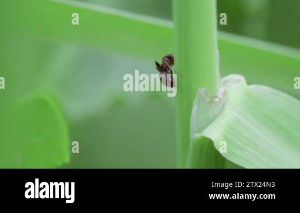 Very small ant Stock Videos & Footage - HD and 4K Video Clips - Alamy