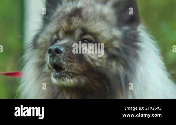 Keeshond is medium-sized dog with plush, two-layer coat of silver and ...