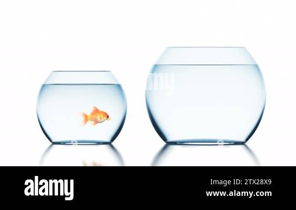 Goldfish Improves Living Conditions Jumping into a Bigger Fishbowl ...