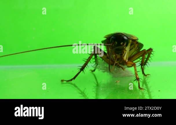Cockroaches look at the camera on green background, video 4K Stock ...