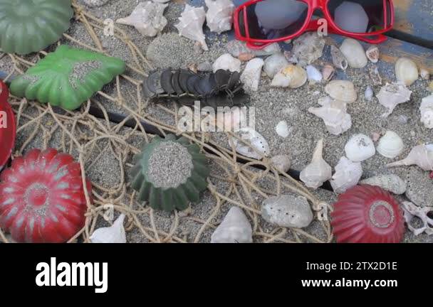 Vintage sea shells Stock Videos & Footage - HD and 4K Video Clips - Alamy