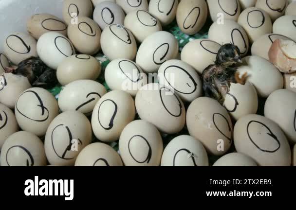 Newborn chicken in shell Stock Videos & Footage - HD and 4K Video Clips ...