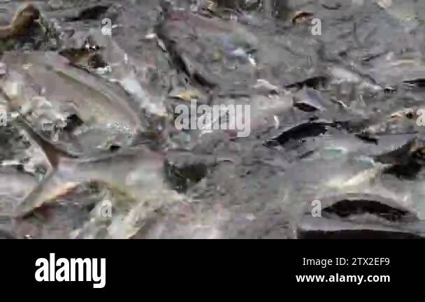 Feeding aggressive shark catfish, Iridescent Shark, Pangasianodon ...