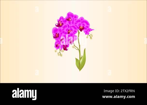 Video animation seamless loop branch orchid Phalaenopsis purple flowers ...