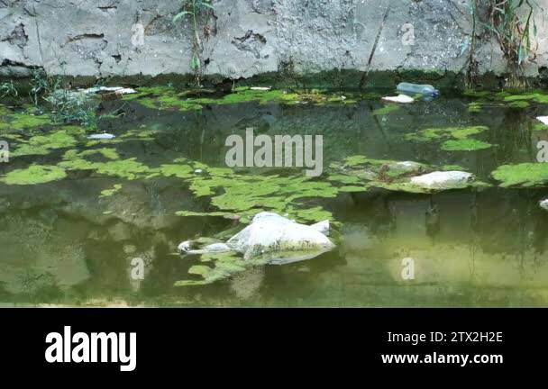 Trash and garbage floating on the surface of the water. Water pollution ...