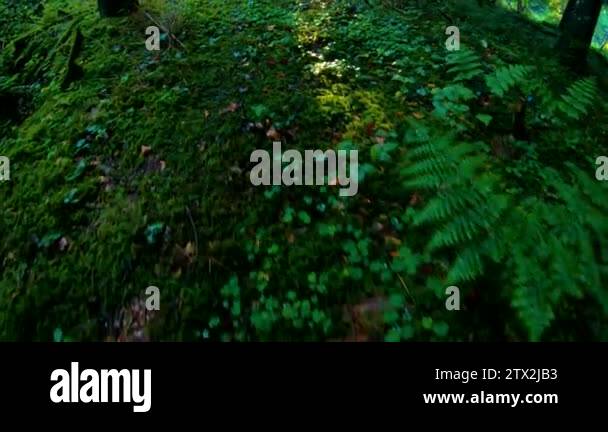 During the spring, cool weather and fresh air are exploring the forest ...