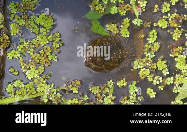 Underwater florida snapping turtle Stock Videos & Footage - HD and 4K ...