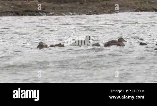 Eider down Stock Videos & Footage - HD and 4K Video Clips - Alamy