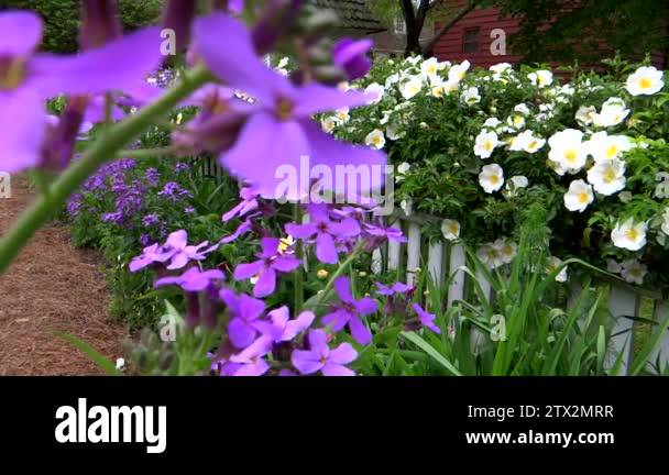 Odour flower Stock Videos & Footage - HD and 4K Video Clips - Alamy