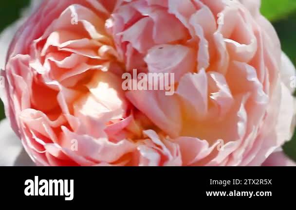 Complex hybrid Stock Videos & Footage - HD and 4K Video Clips - Alamy