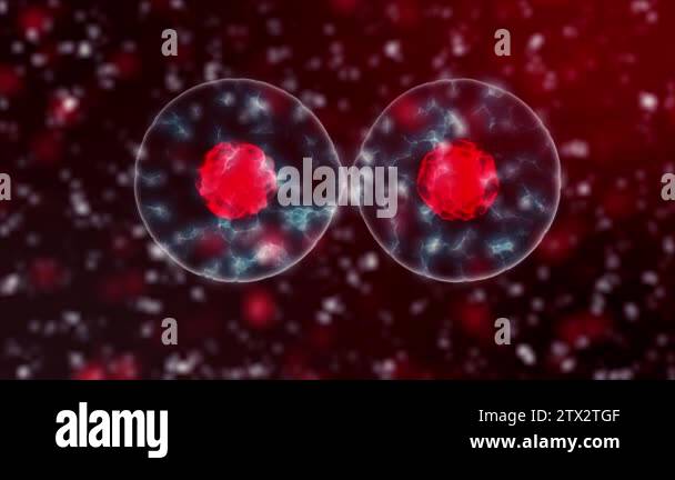 blood cell division microbiology with, cells or bacteria under ...