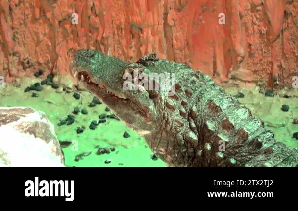 Crocodile cave crocodile cave Stock Videos & Footage - HD and 4K Video ...