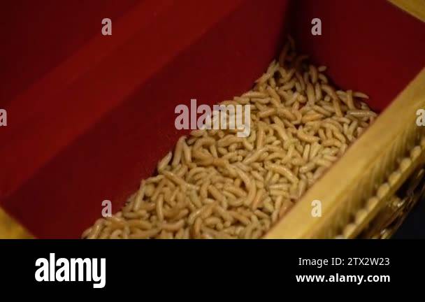 Crawling maggots Stock Videos & Footage - HD and 4K Video Clips - Alamy