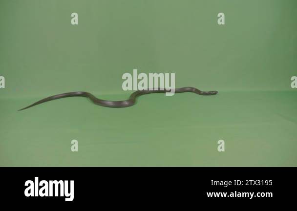Fascinating snake with black metallic skin crawling against a chroma ...