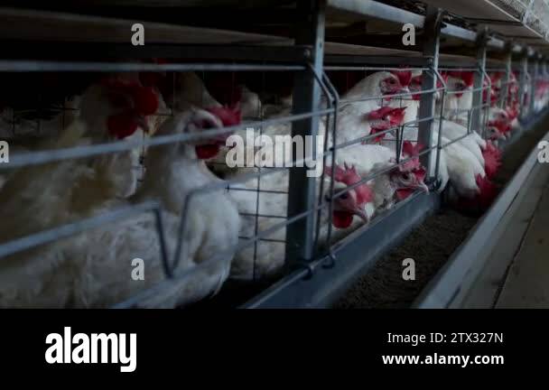 Poultry farm for breeding chickens and eggs, chickens pecking feed ...