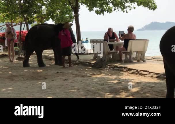 coaches with elephants walking on sand between tables behind which ...