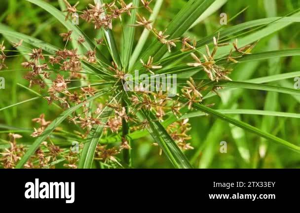 Cyperus alternifolius, umbrella papyrus, sedge or palm, is grass-like ...