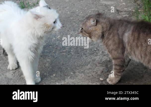 Conflict non Stock Videos & Footage - HD and 4K Video Clips - Alamy