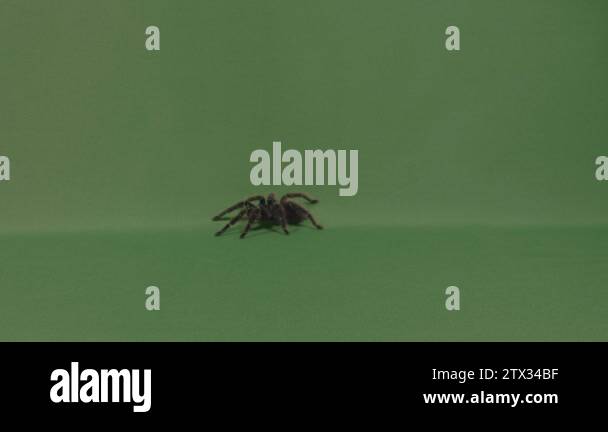 Spider feet Stock Videos & Footage - HD and 4K Video Clips - Alamy