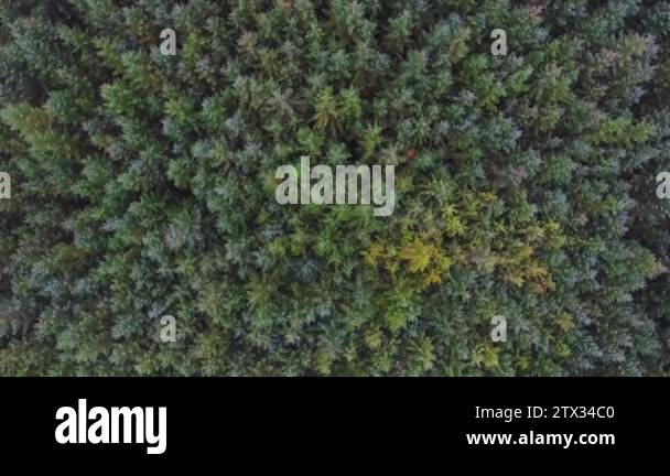 Overhead view of green trees in the forest. Aerial image taken with a ...