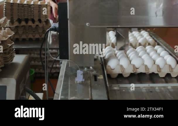 Automated device marks chicken eggs in the poultry farm Stock Video ...