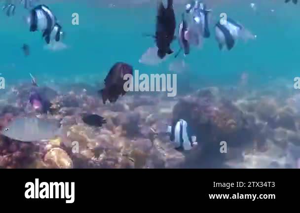 Fish and corals of the Red Sea. The seabed is off the coast. Beach ...