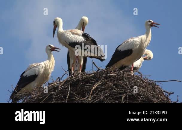 Storks Nest on a Pole, Birds Family Nesting, Flock of Storks in Sky ...