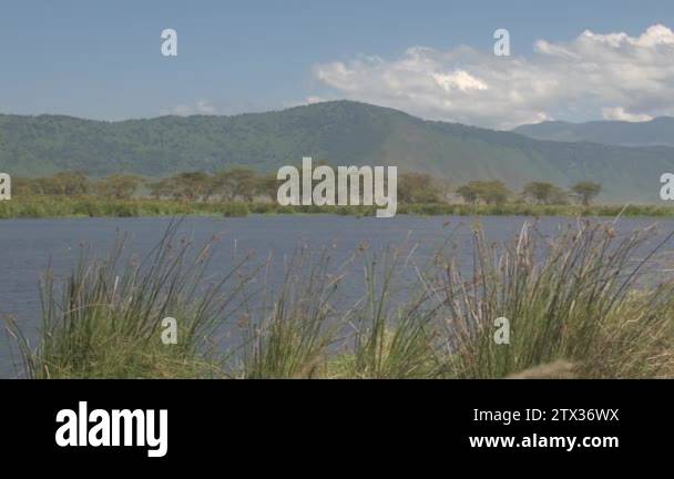 Floating mat of vegetation Stock Videos & Footage - HD and 4K Video ...